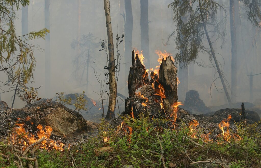 Forest fire LIVE: 🔥 Where are active forest fires?