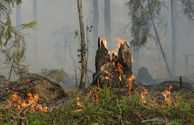 Feux de forêt LIVE : 🔥 Où sont les feux de forêt actifs